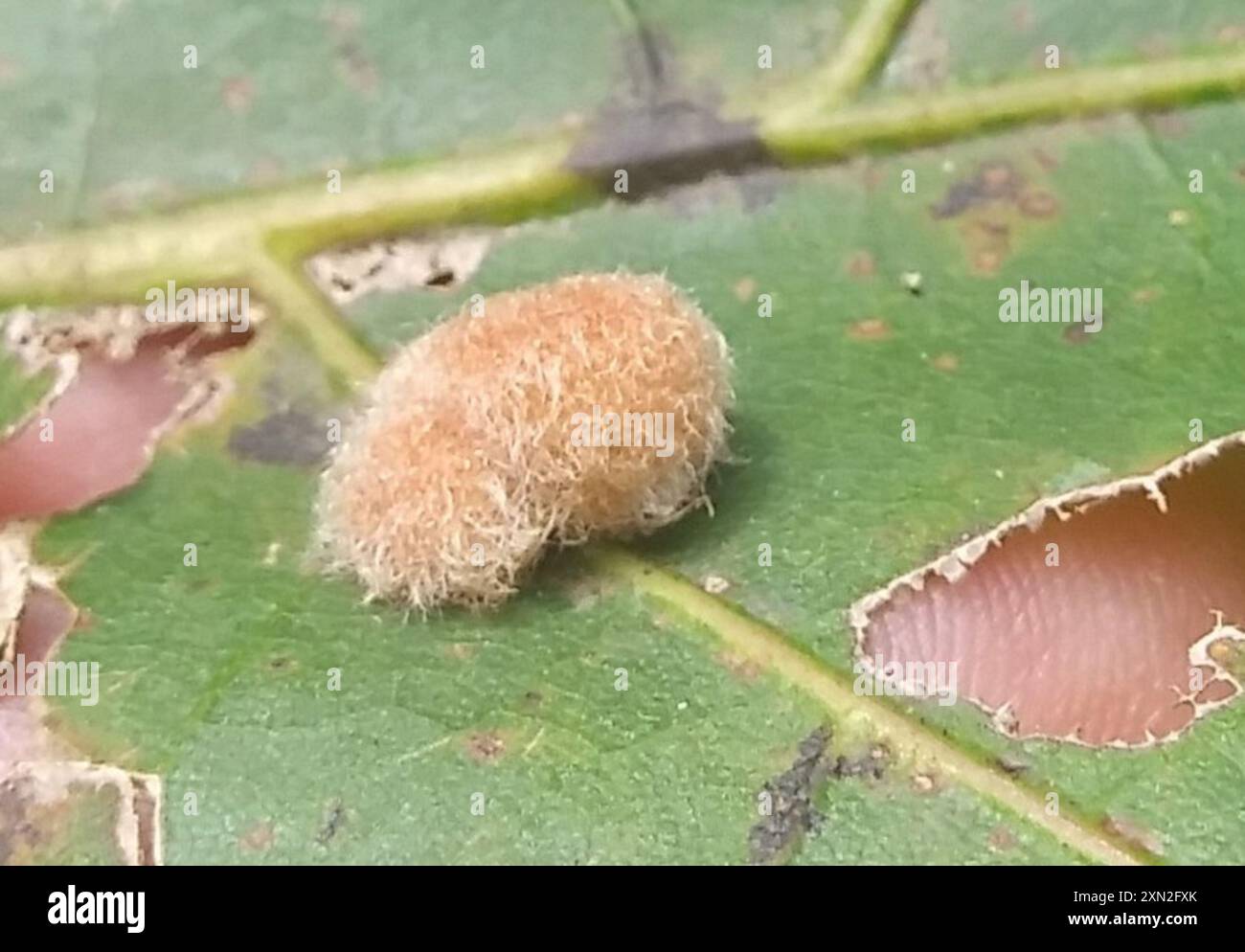 Woolly Oak Gall Wasp (Callirhytis lanata) Insecta Stock Photo - Alamy