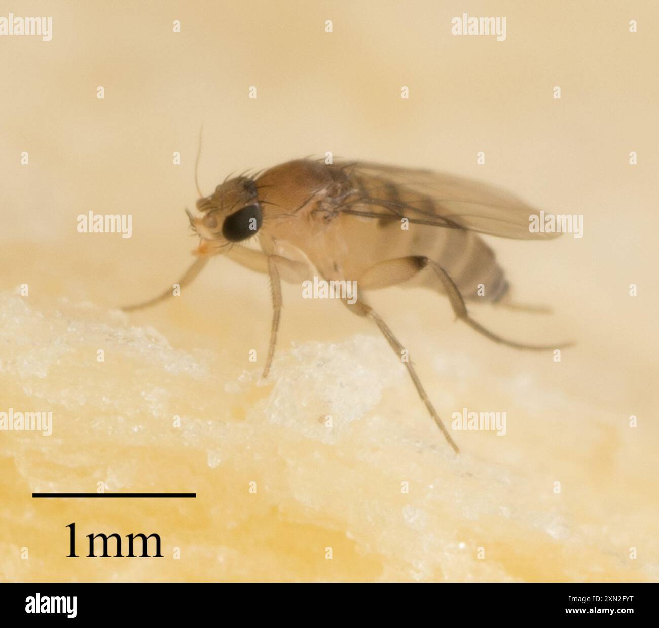 Scaled Hump-backed Fly (Megaselia scalaris) Insecta Stock Photo - Alamy