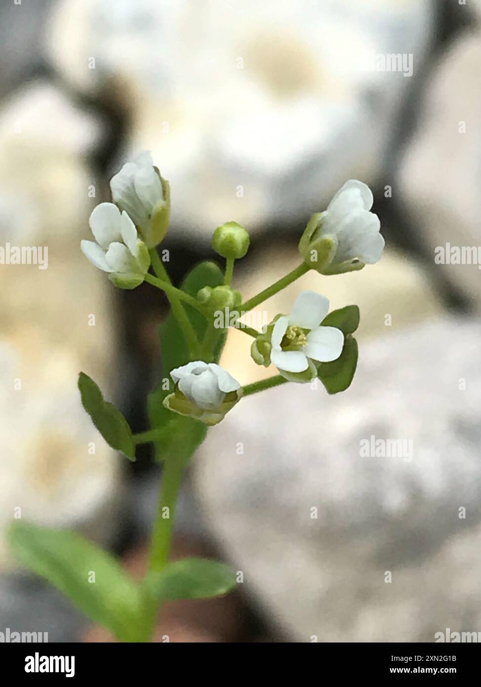 mustard family (Brassicaceae) Plantae Stock Photo - Alamy
