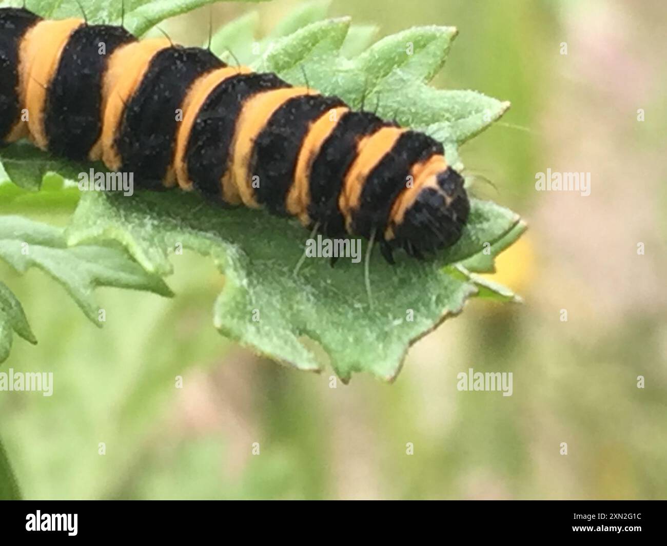 Cinnabar moth (Tyria jacobaeae) Insecta Stock Photo - Alamy