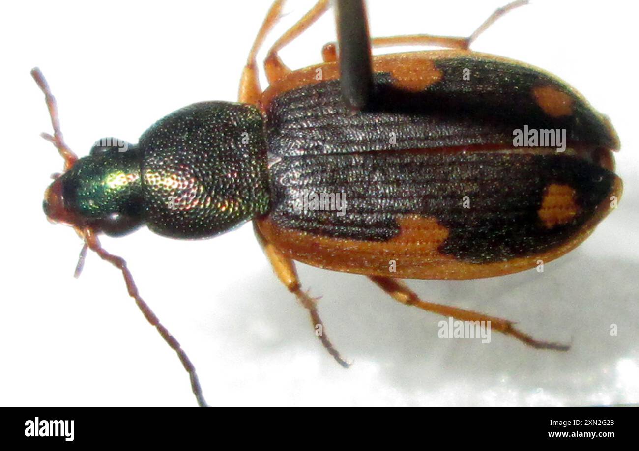 Vivid Metallic Ground Beetles (Chlaenius) Insecta Stock Photo - Alamy
