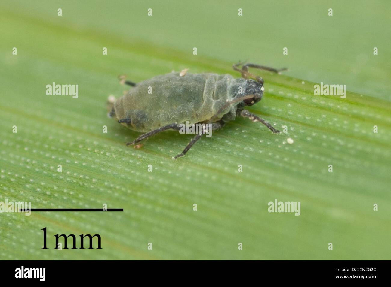 Corn Leaf Aphid (Rhopalosiphum maidis) Insecta Stock Photo - Alamy