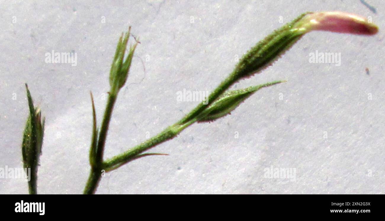 Panicled Foldwing (Dicliptera paniculata) Plantae Stock Photo - Alamy