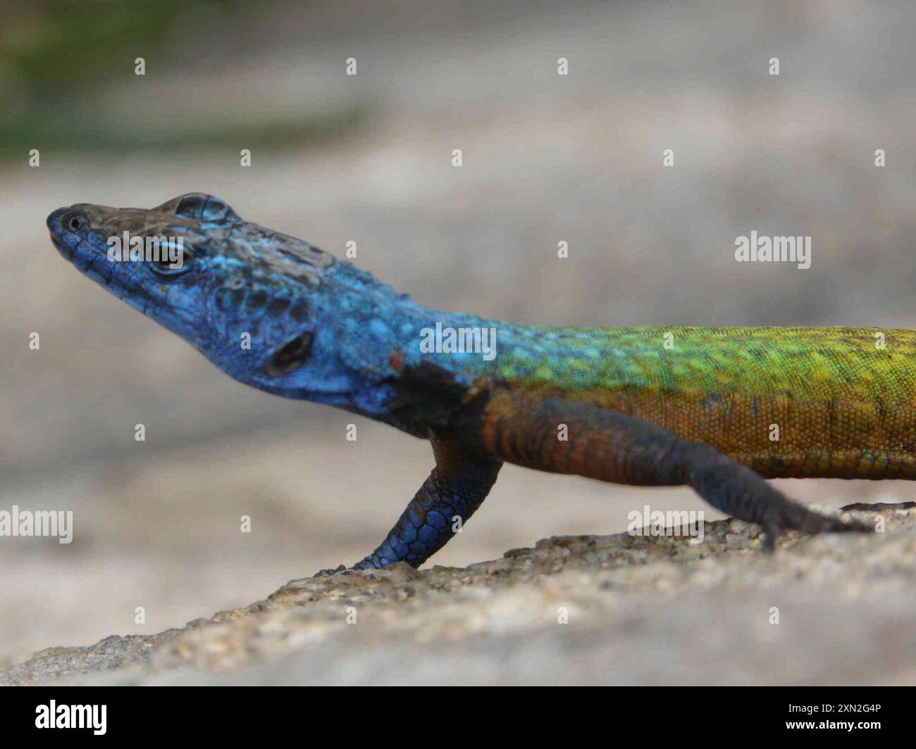 Zimbabwe Flat Lizard (Platysaurus intermedius rhodesianus) Reptilia ...