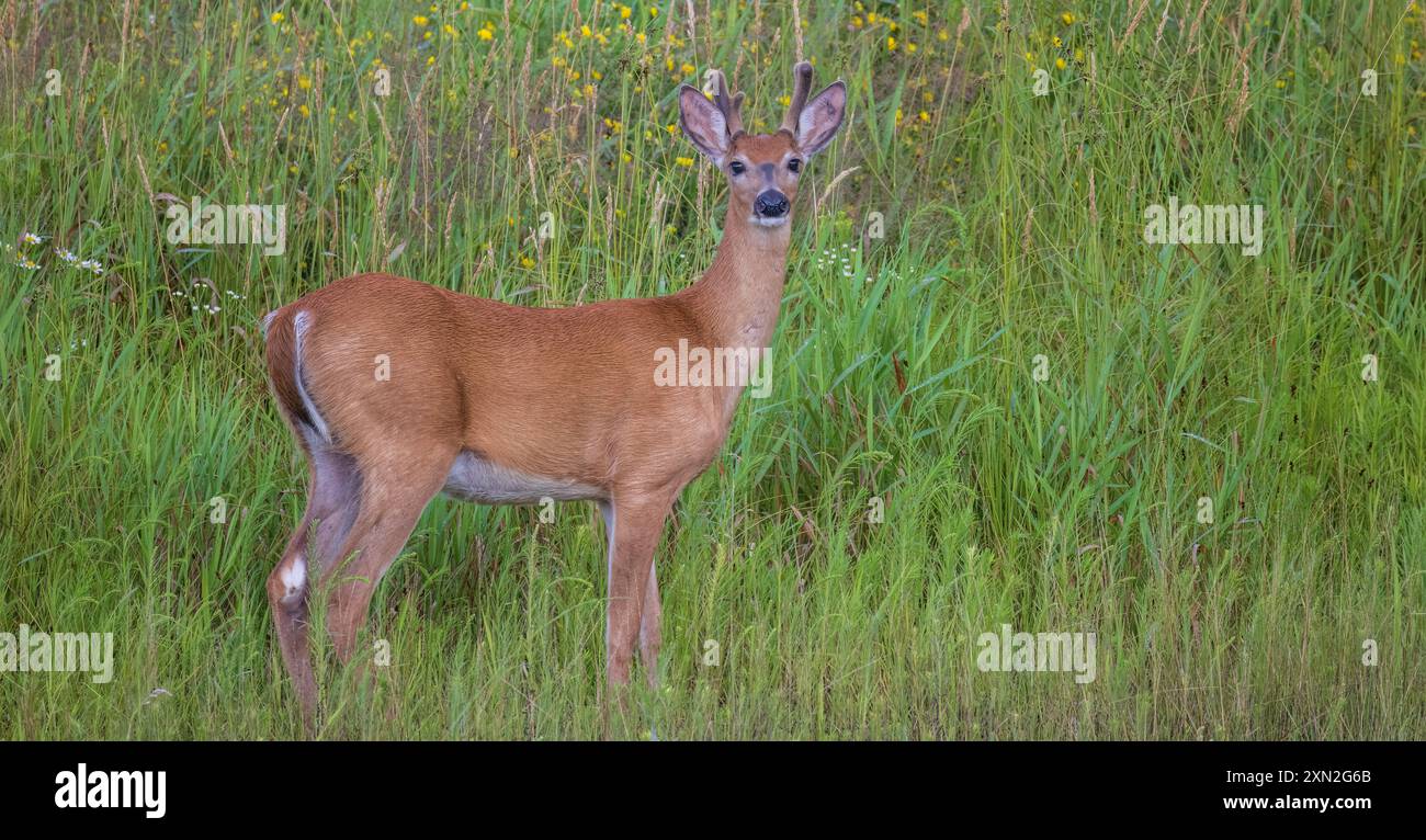 Yearling buck hi-res stock photography and images - Alamy
