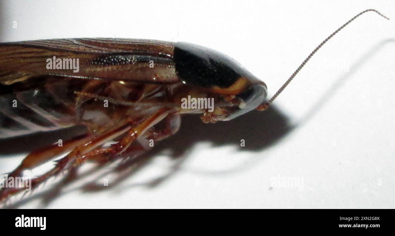 Surinam Cockroach (Pycnoscelus surinamensis) Insecta Stock Photo - Alamy