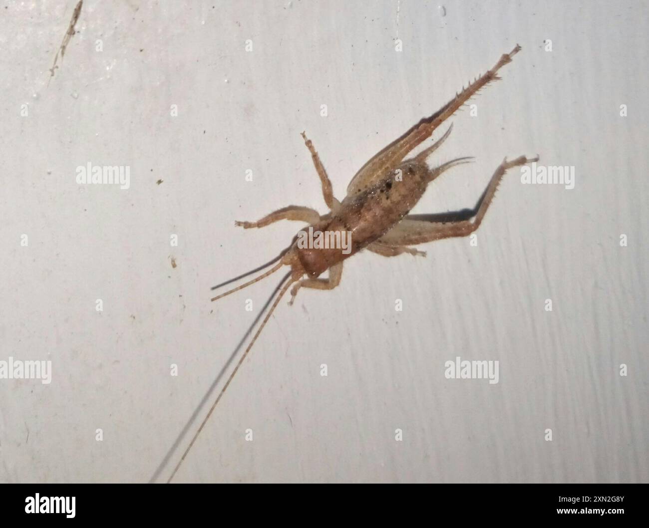 Hapithus hi-res stock photography and images - Alamy