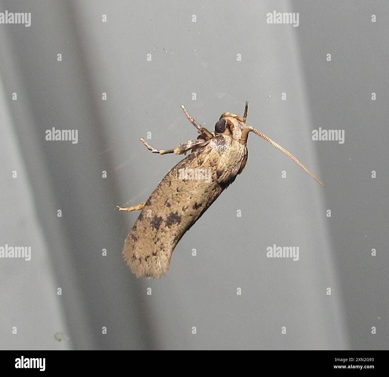 Fungus Moths, Clothes Moths, & Allies (Tineidae) Insecta Stock Photo ...