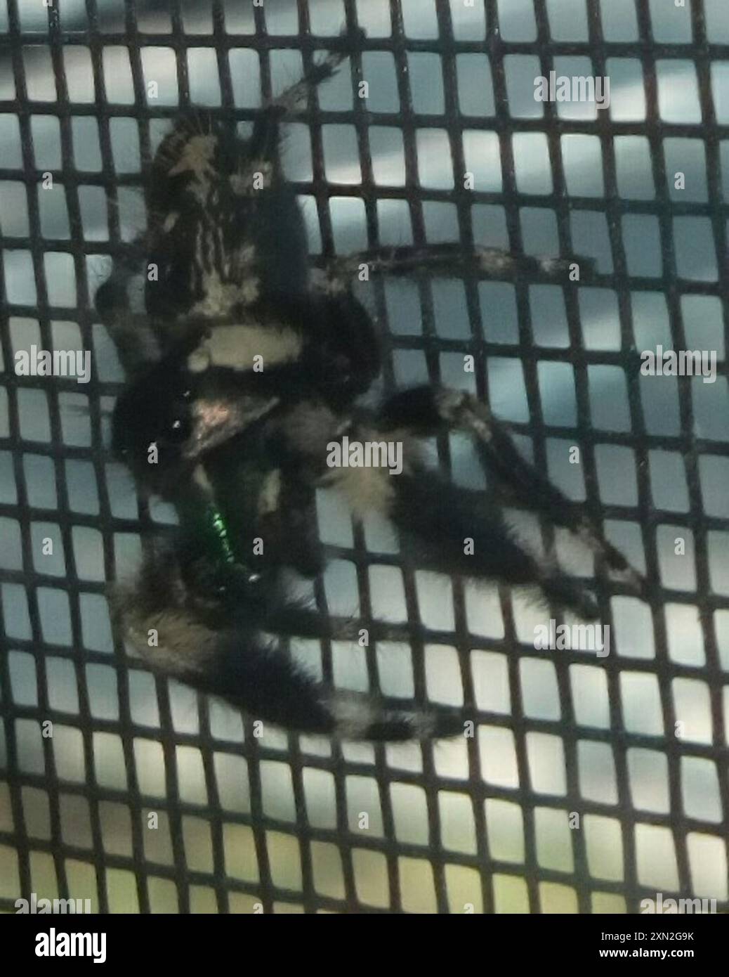 canopy jumping spider (Phidippus otiosus) Arachnida Stock Photo - Alamy