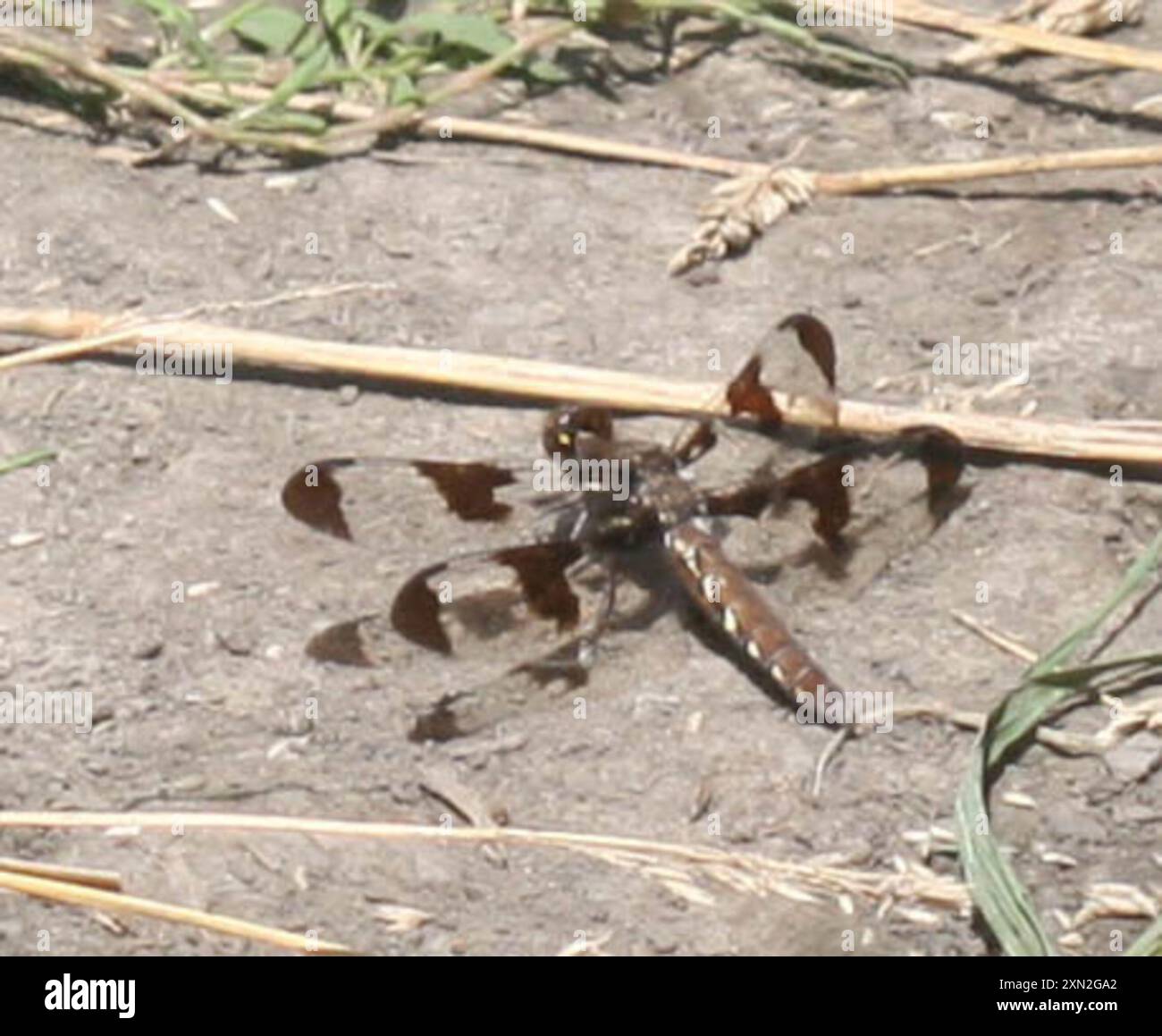 Common Whitetail (Plathemis lydia) Insecta Stock Photo - Alamy