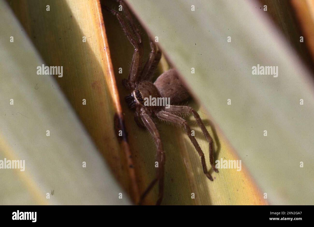Huntsman Spiders (Sparassidae) Arachnida Stock Photo - Alamy