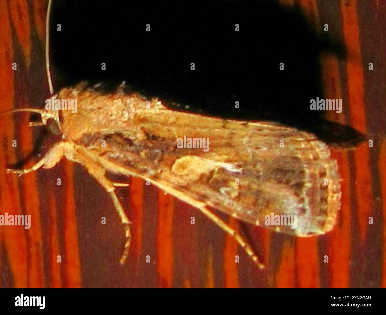 Fall Armyworm Moth (Spodoptera frugiperda) Insecta Stock Photo - Alamy