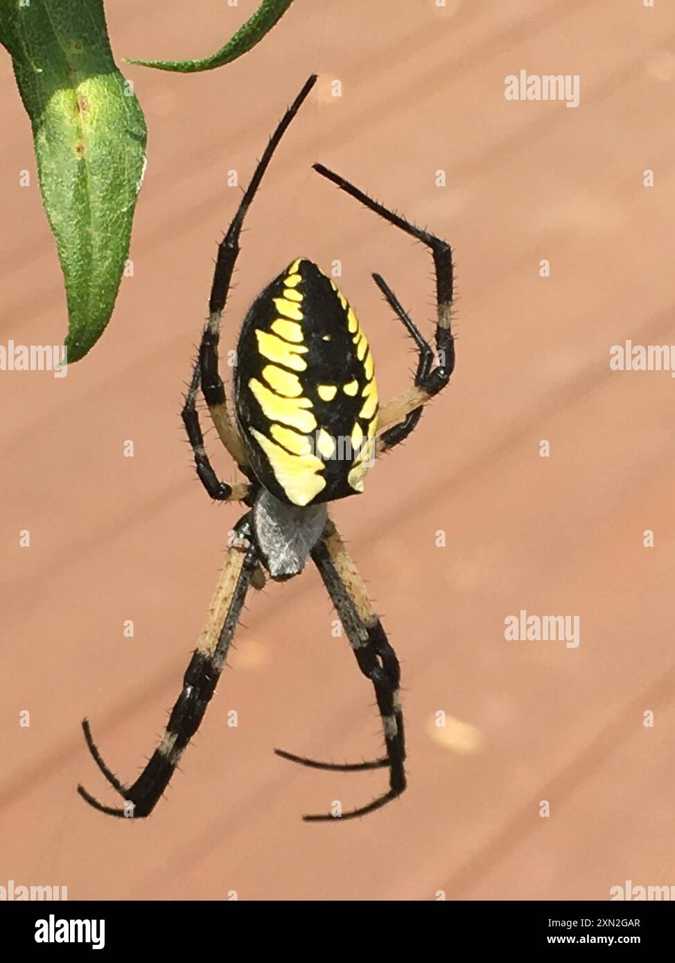 Yellow Garden Spider (Argiope aurantia) Arachnida Stock Photo - Alamy