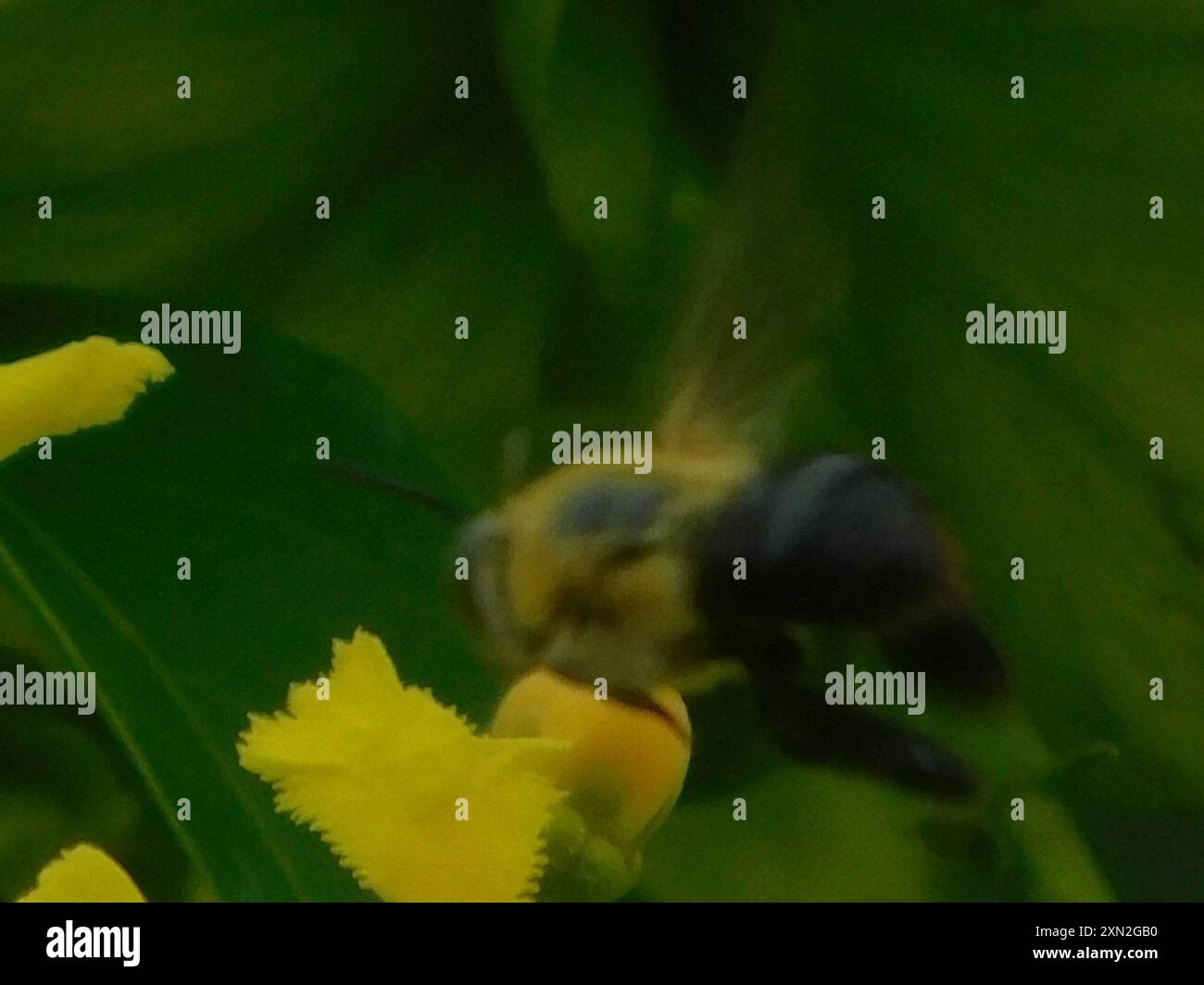 Shining Oil-digger Bee (Centris nitida) Insecta Stock Photo - Alamy