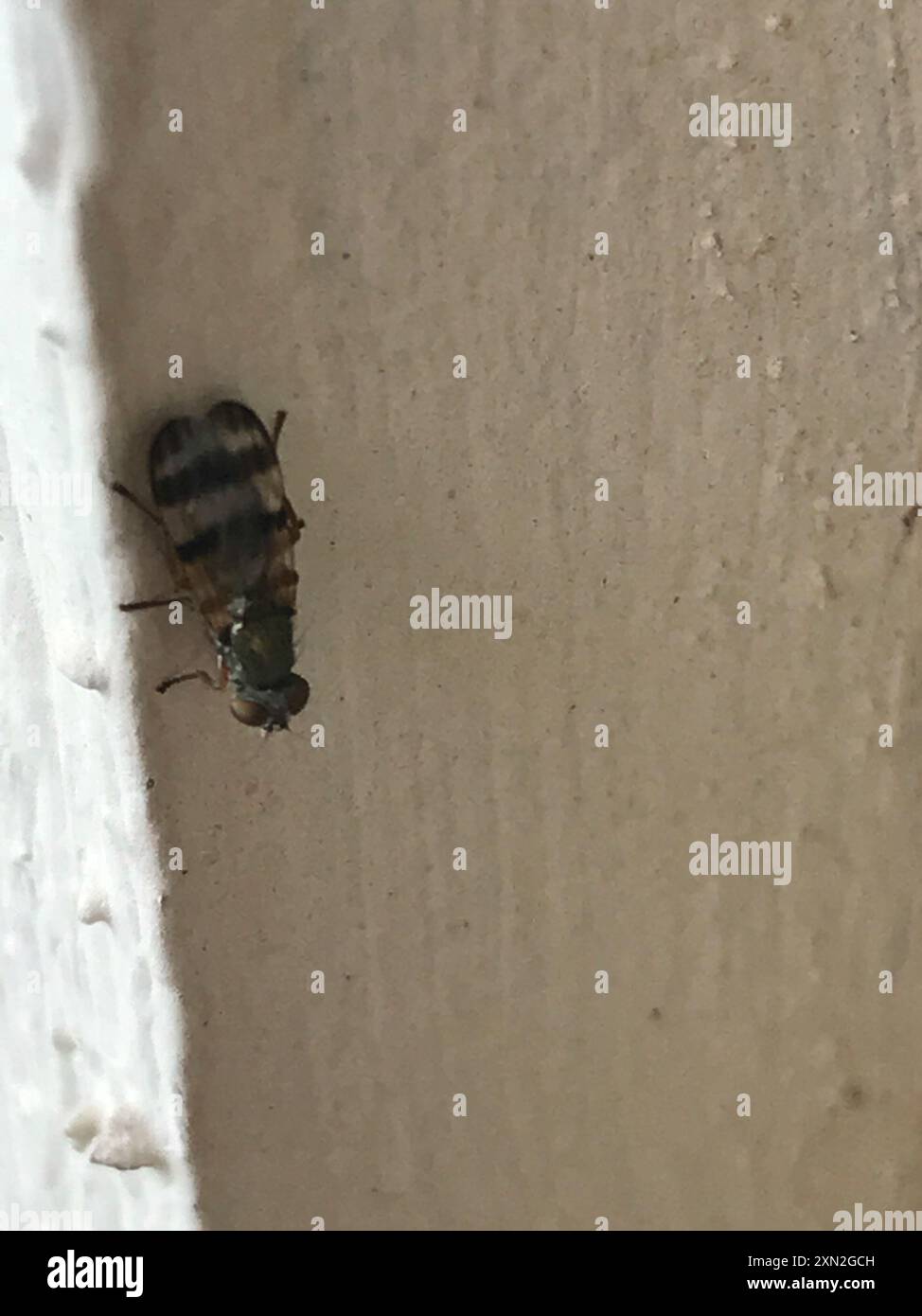 Banded-wing Flies (Chaetopsis) Insecta Stock Photo - Alamy