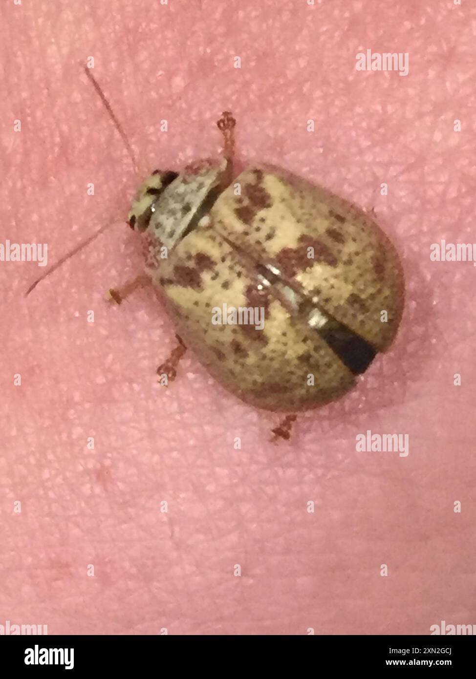 Eucalyptus Tortoise Beetle (Paropsis charybdis) Insecta Stock Photo - Alamy
