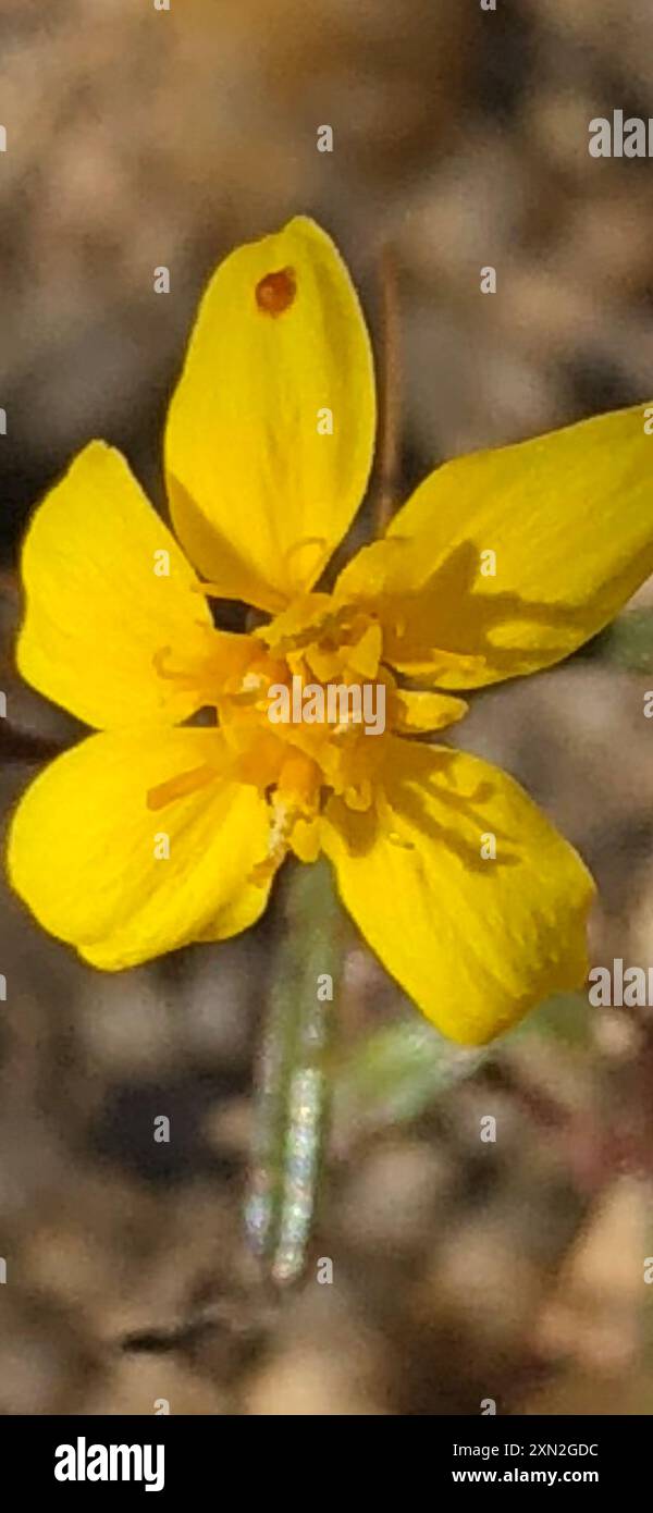 Chinchweed (Pectis papposa) Plantae Stock Photo - Alamy