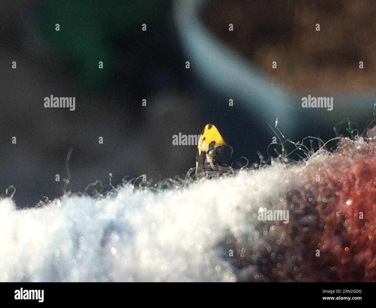 Mexican Treehopper (Membracis mexicana) Insecta Stock Photo - Alamy