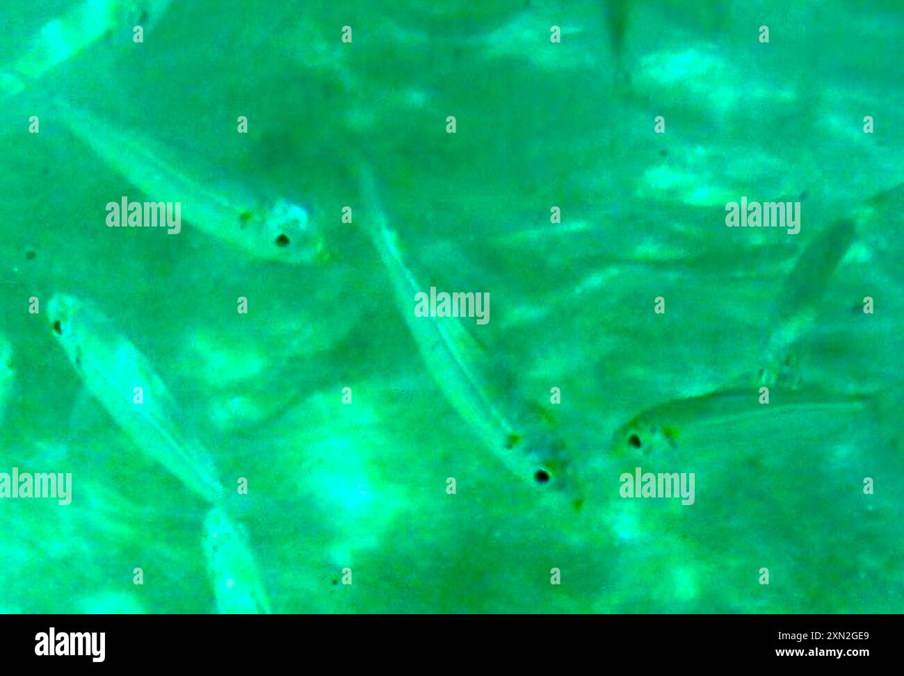 Harengula humeralis hi-res stock photography and images - Alamy