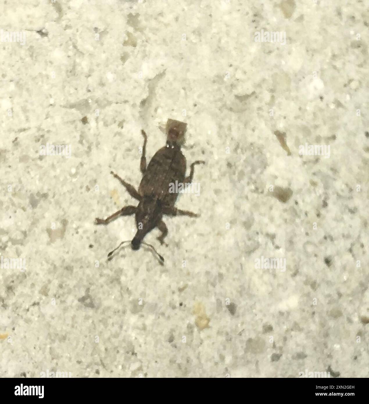 Listronotus hi-res stock photography and images - Alamy
