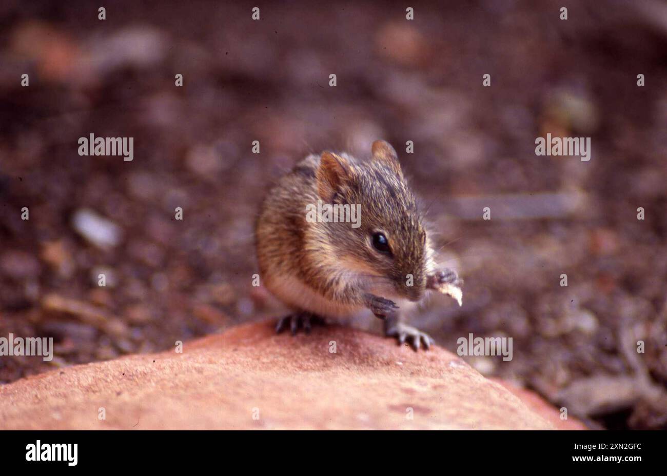 Cape Four-striped Grass Mouse (Rhabdomys pumilio) Mammalia Stock Photo ...