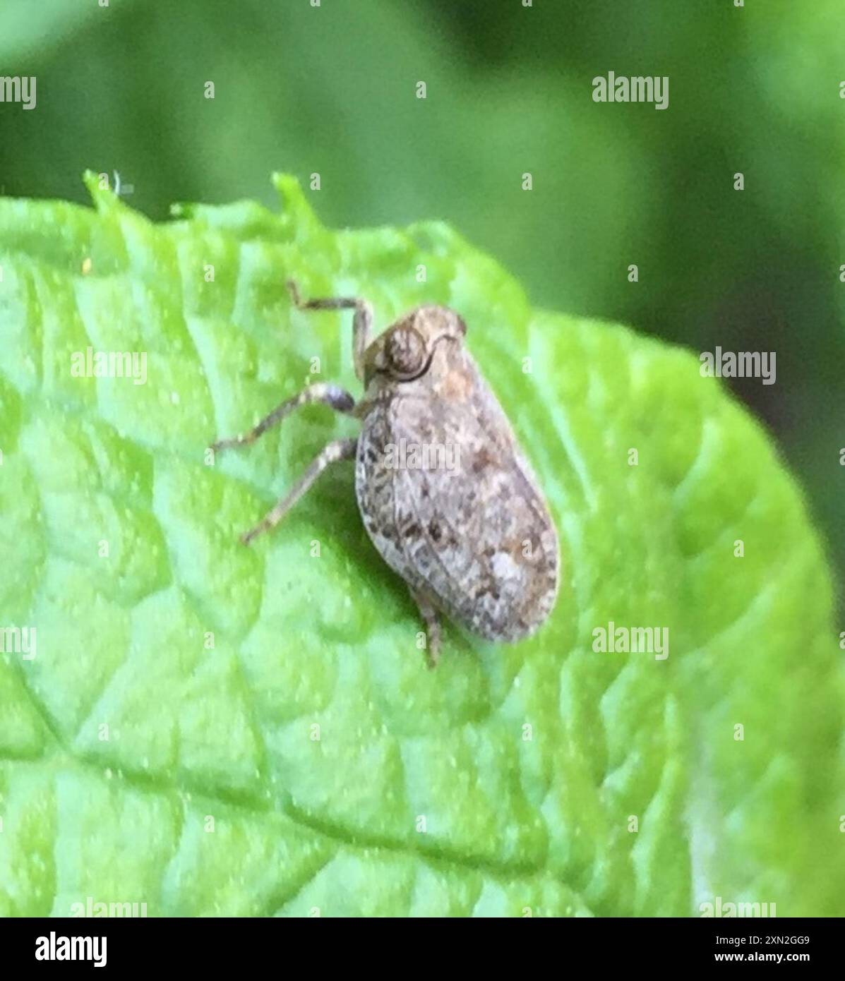 Issid Planthoppers (Issidae) Insecta Stock Photo - Alamy