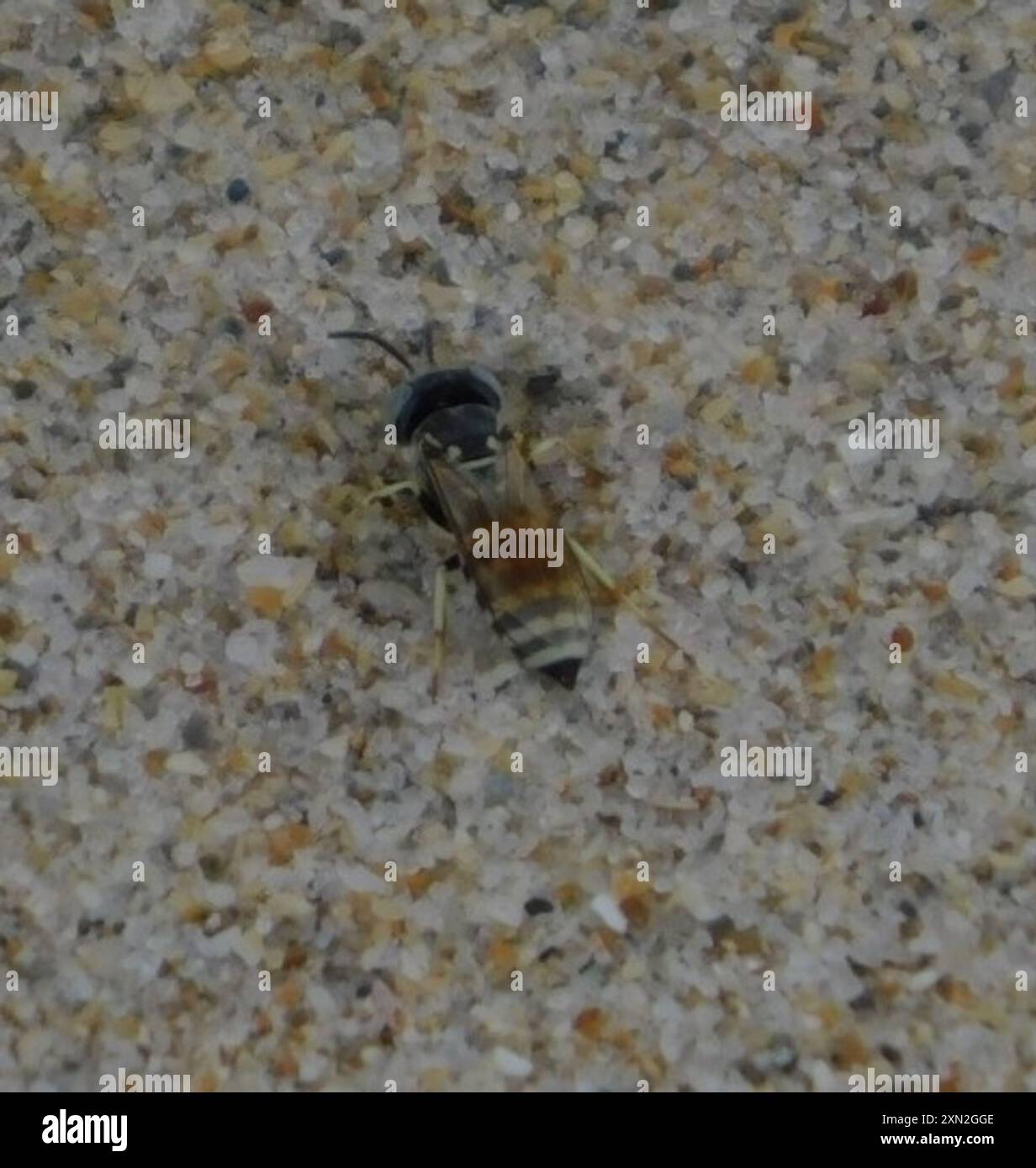 (Microbembex monodonta) Insecta Stock Photo - Alamy