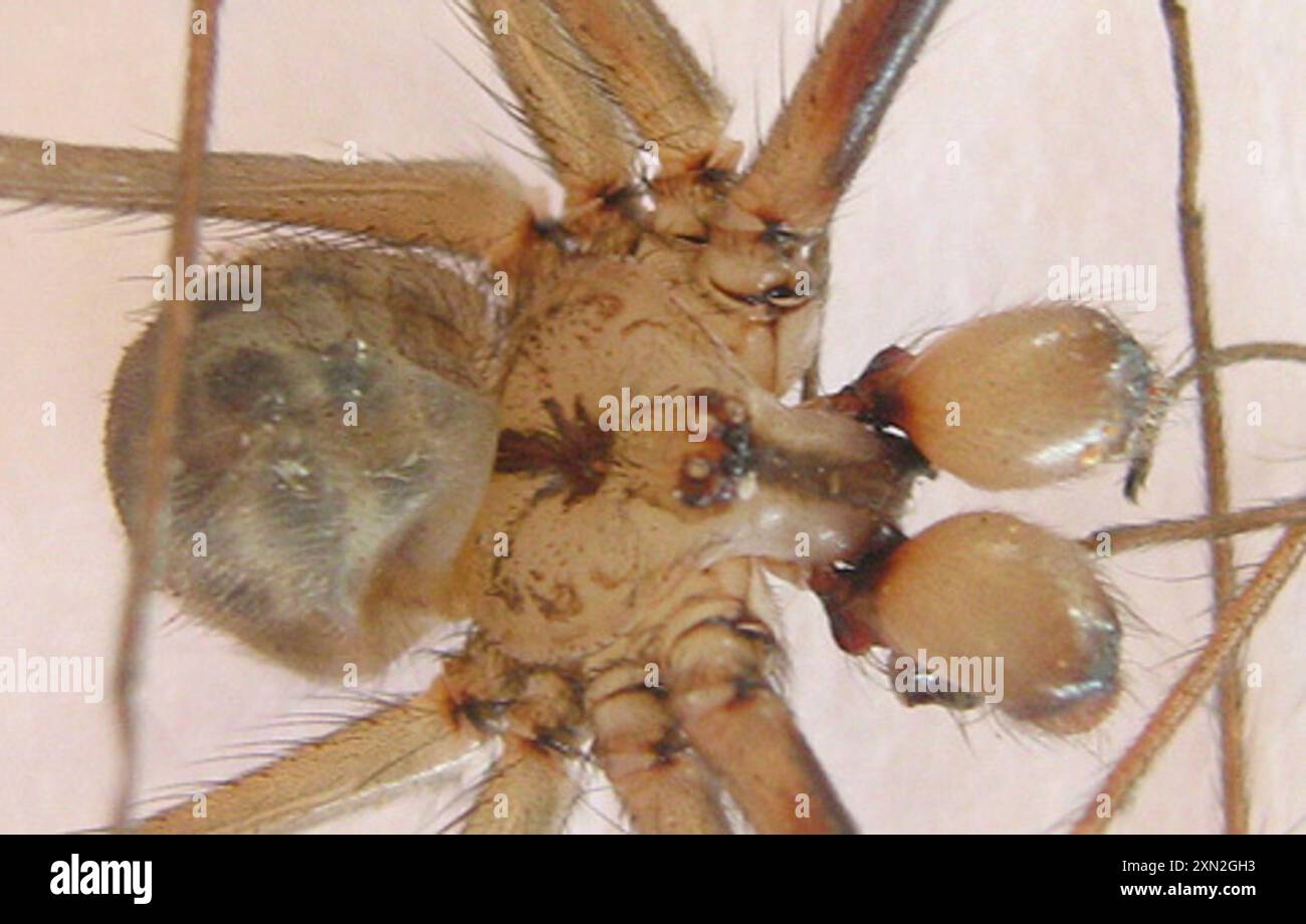 Giant Daddy Long-legs Spiders (Artema) Arachnida Stock Photo - Alamy
