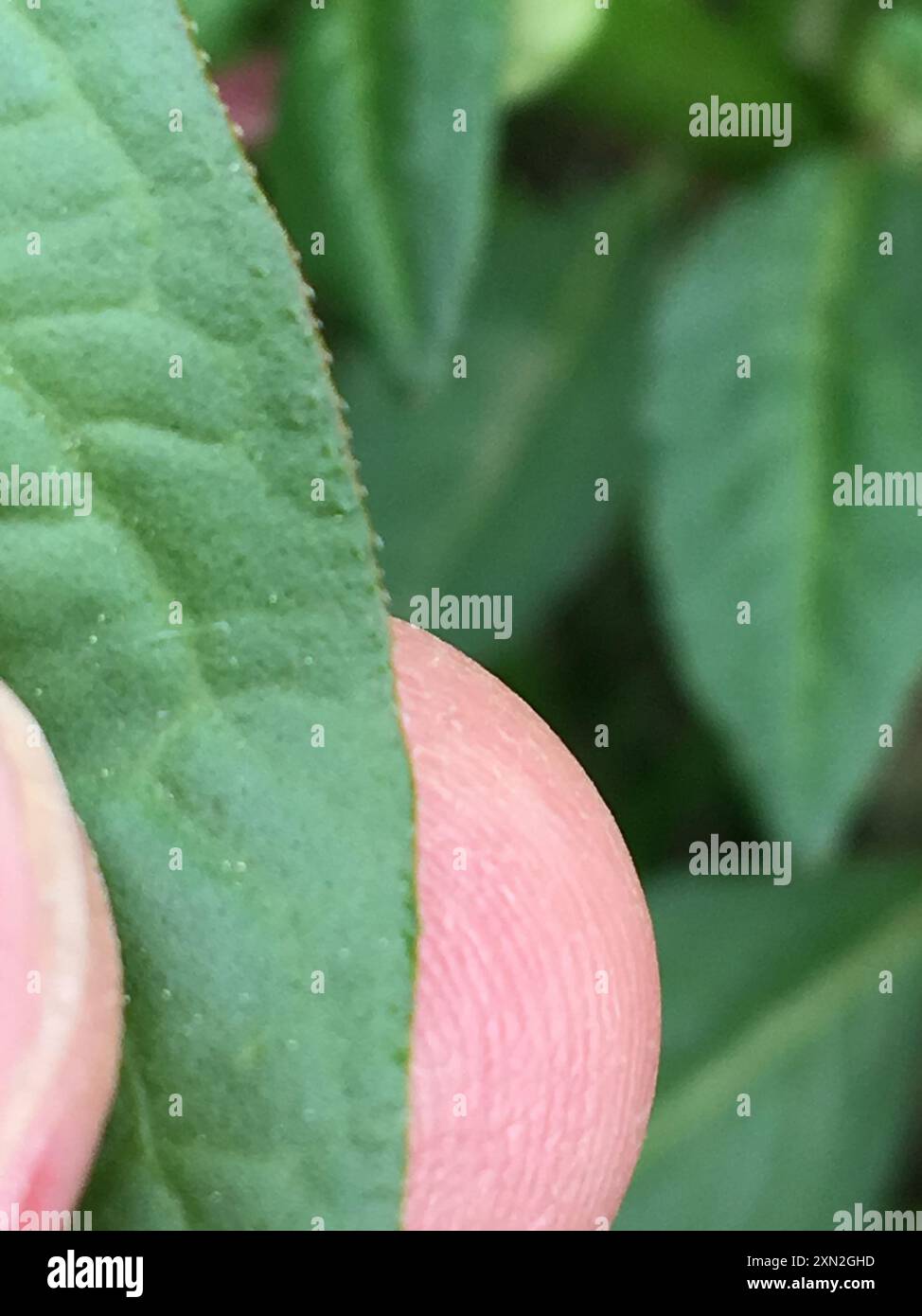 pale smartweed (Persicaria lapathifolia) Plantae Stock Photo - Alamy