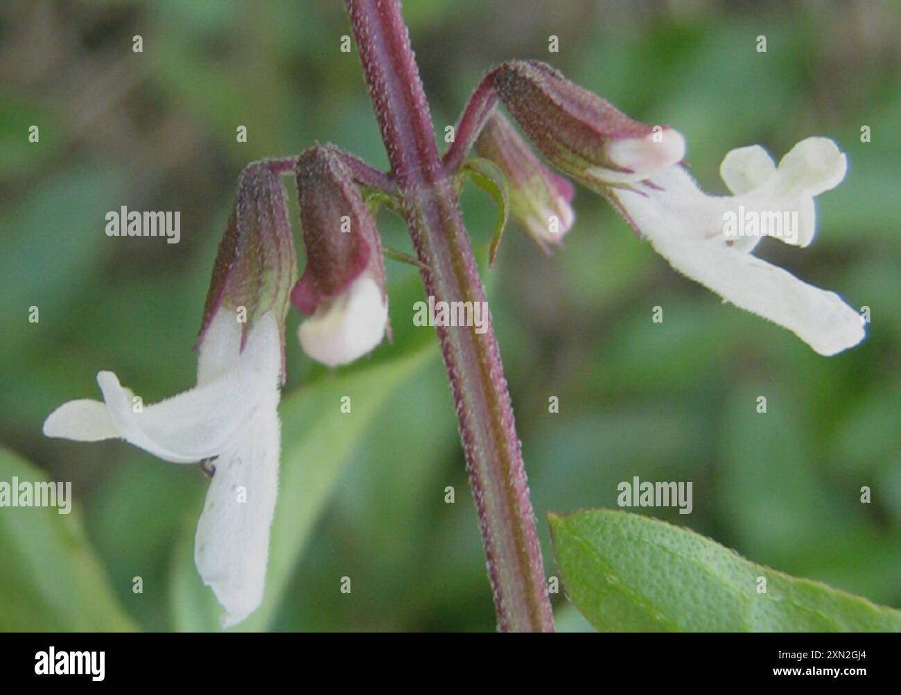 Purple Piccadill (Orthosiphon schimperi) Plantae Stock Photo - Alamy