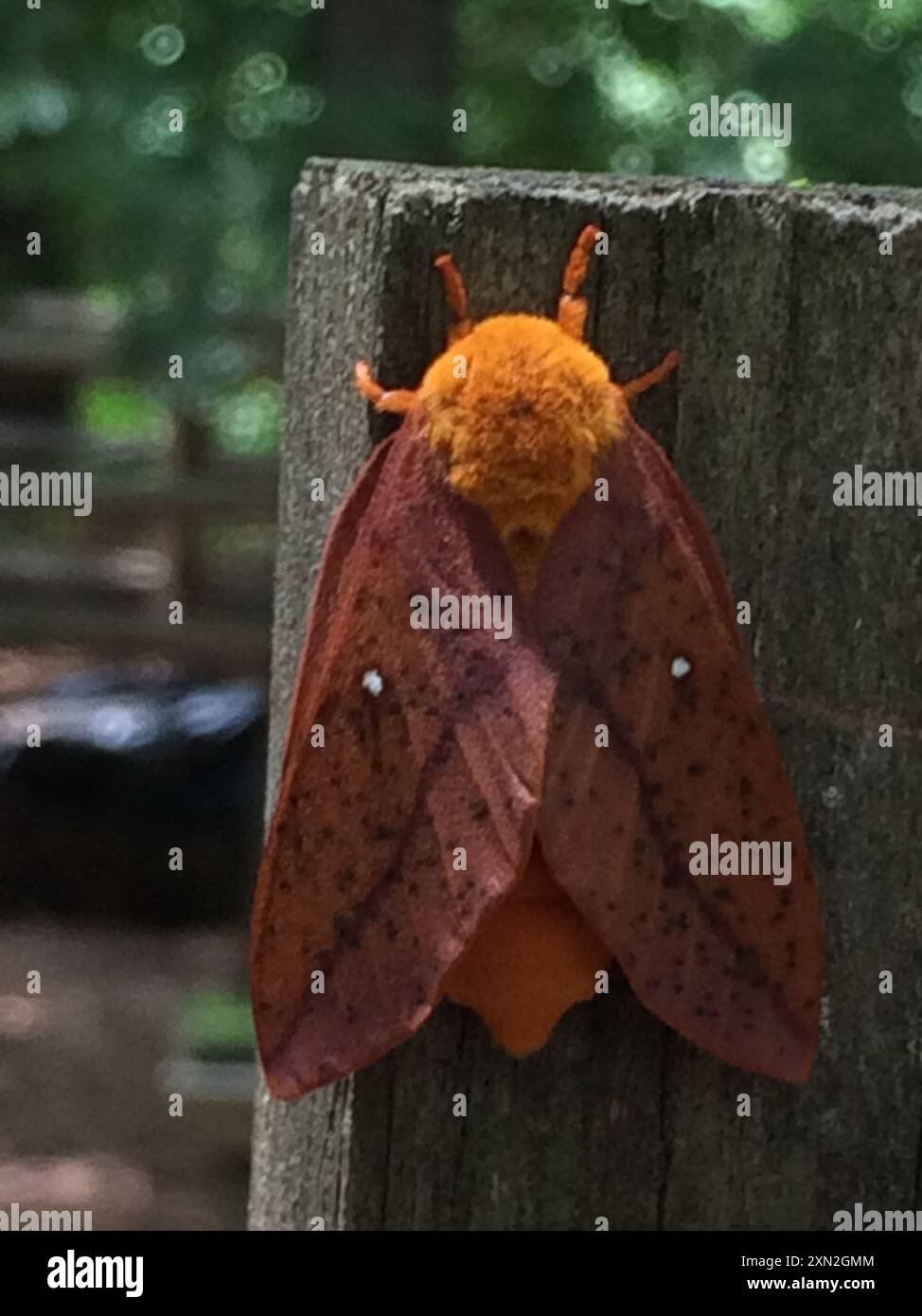 Orange-tipped Oakworm Moth (Anisota senatoria) Insecta Stock Photo - Alamy