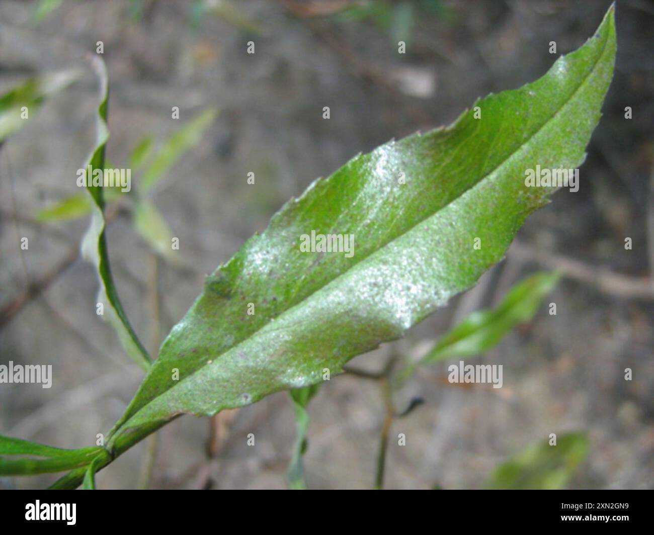Sticky Psiadia (Psiadia punctulata) Plantae Stock Photo - Alamy