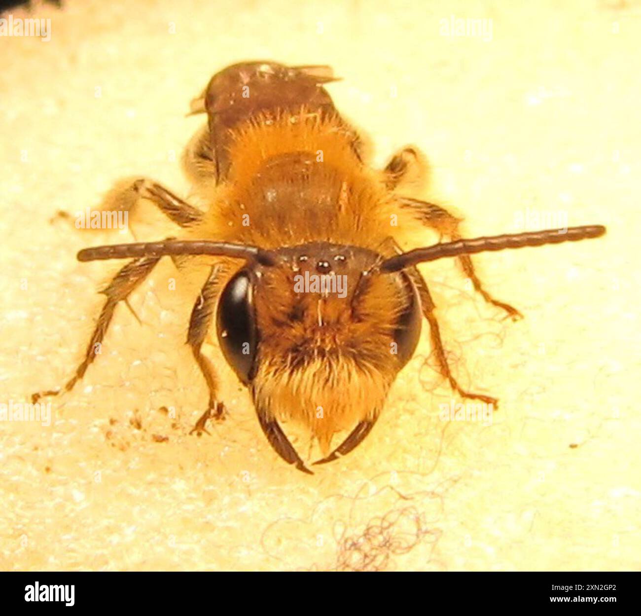 Mining Bees (Andrena) Insecta Stock Photo - Alamy