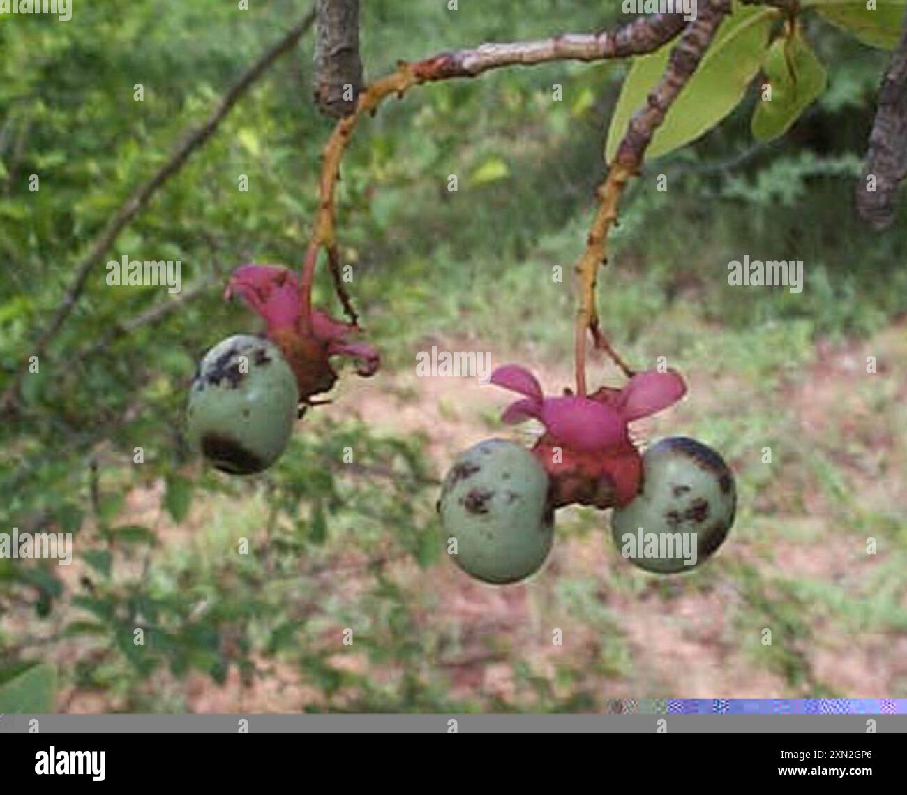 peeling plane (Ochna pulchra) Plantae Stock Photo - Alamy