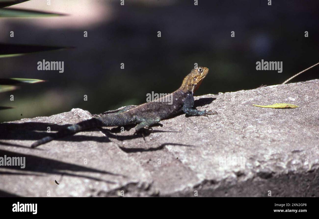 Lionotus hi-res stock photography and images - Alamy