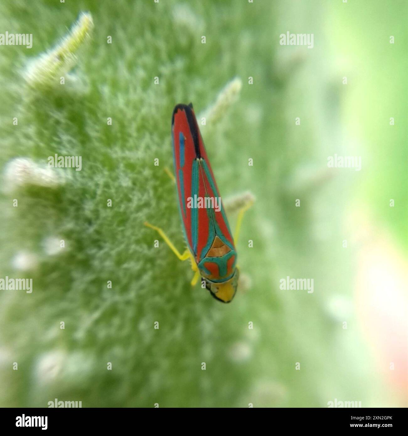 Red-banded Leafhopper (Graphocephala coccinea) Insecta Stock Photo - Alamy