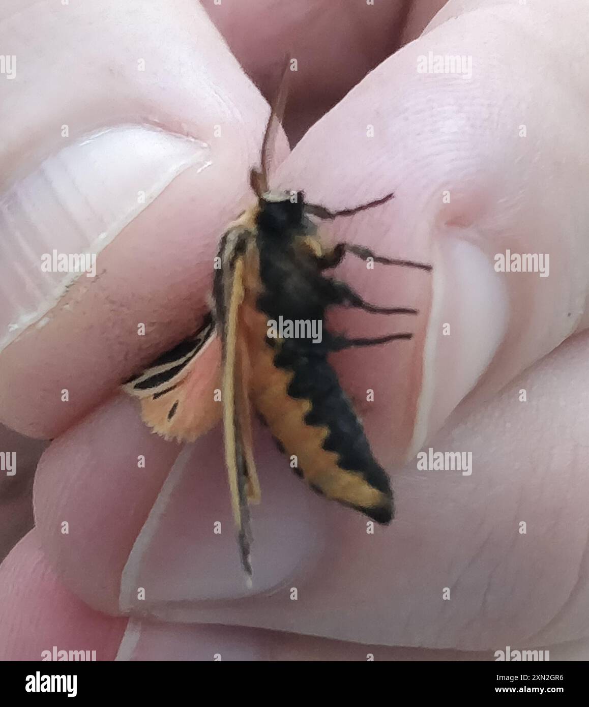 Harnessed Tiger Moth (Apantesis phalerata) Insecta Stock Photo - Alamy
