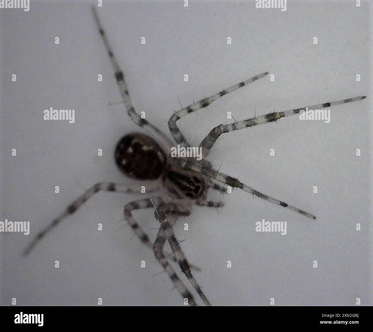 Spiders (Araneae) Arachnida Stock Photo - Alamy