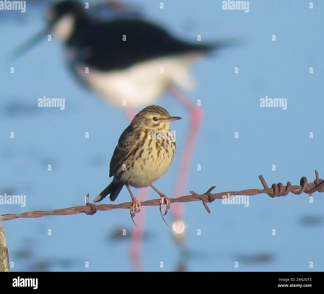 Correndera Pipit (Anthus correndera) Aves Stock Photo - Alamy