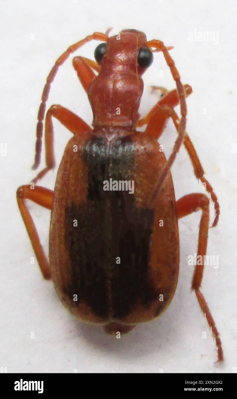 (Brachinus dorsalis) Insecta Stock Photo - Alamy