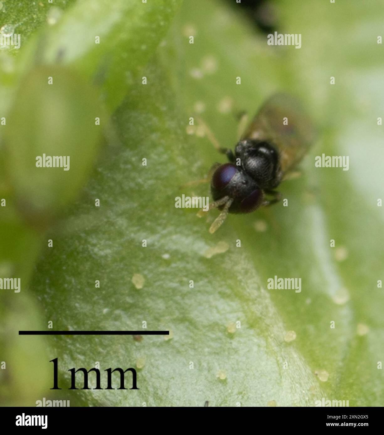 Aphelinidae hi-res stock photography and images - Alamy