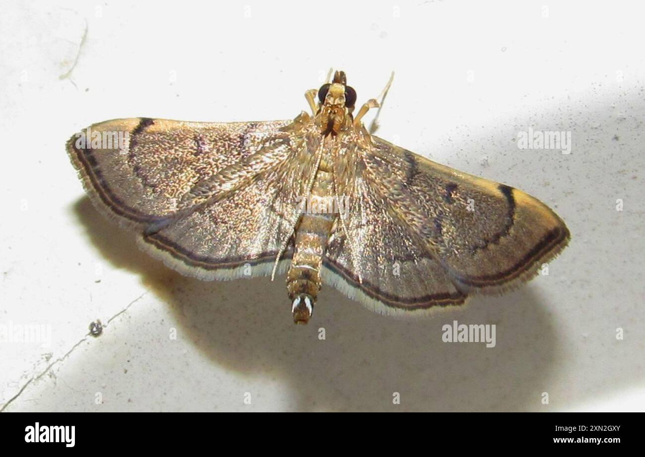 Pearl Moths (Spilomelinae) Insecta Stock Photo - Alamy