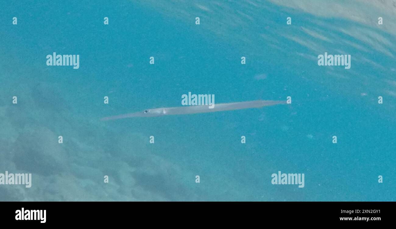 Bluespotted Cornetfish (Fistularia commersonii) Actinopterygii Stock ...