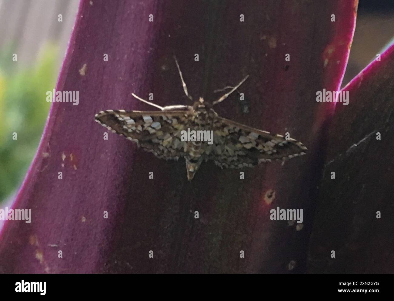 Stained-glass Moth (Samea castellalis) Insecta Stock Photo - Alamy