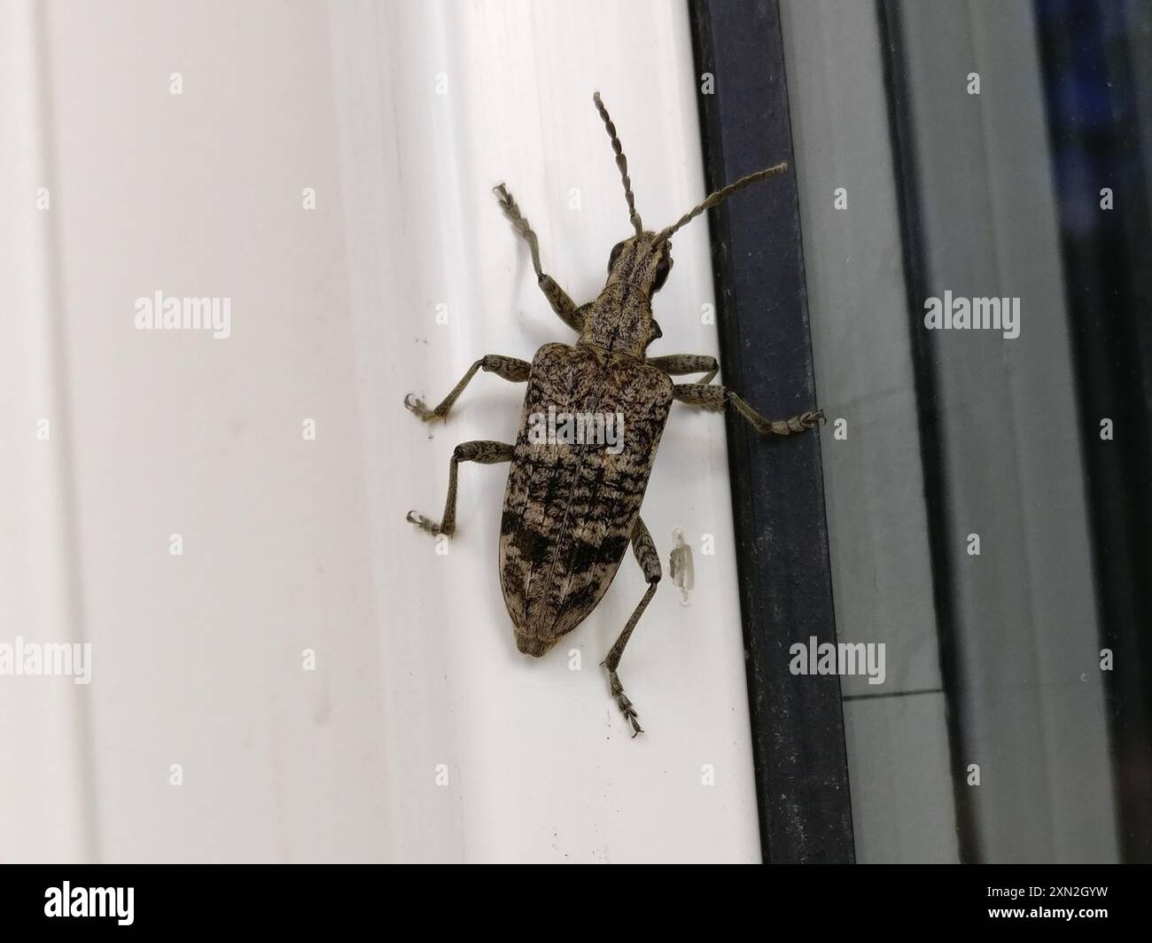 Ribbed Pine Borer (Rhagium inquisitor) Insecta Stock Photo - Alamy