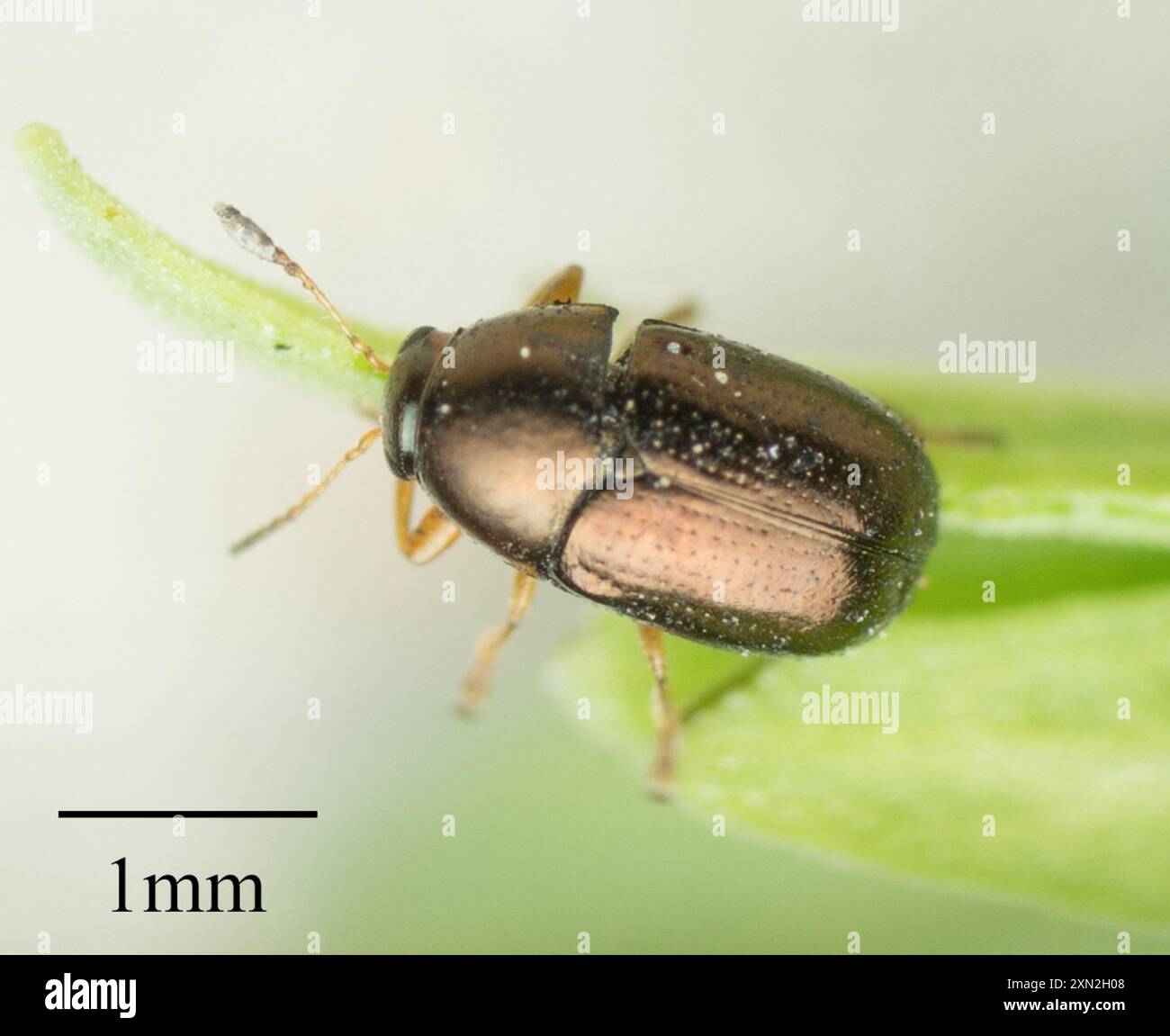 Bronze Leaf Beetle (Diachus auratus) Insecta Stock Photo - Alamy