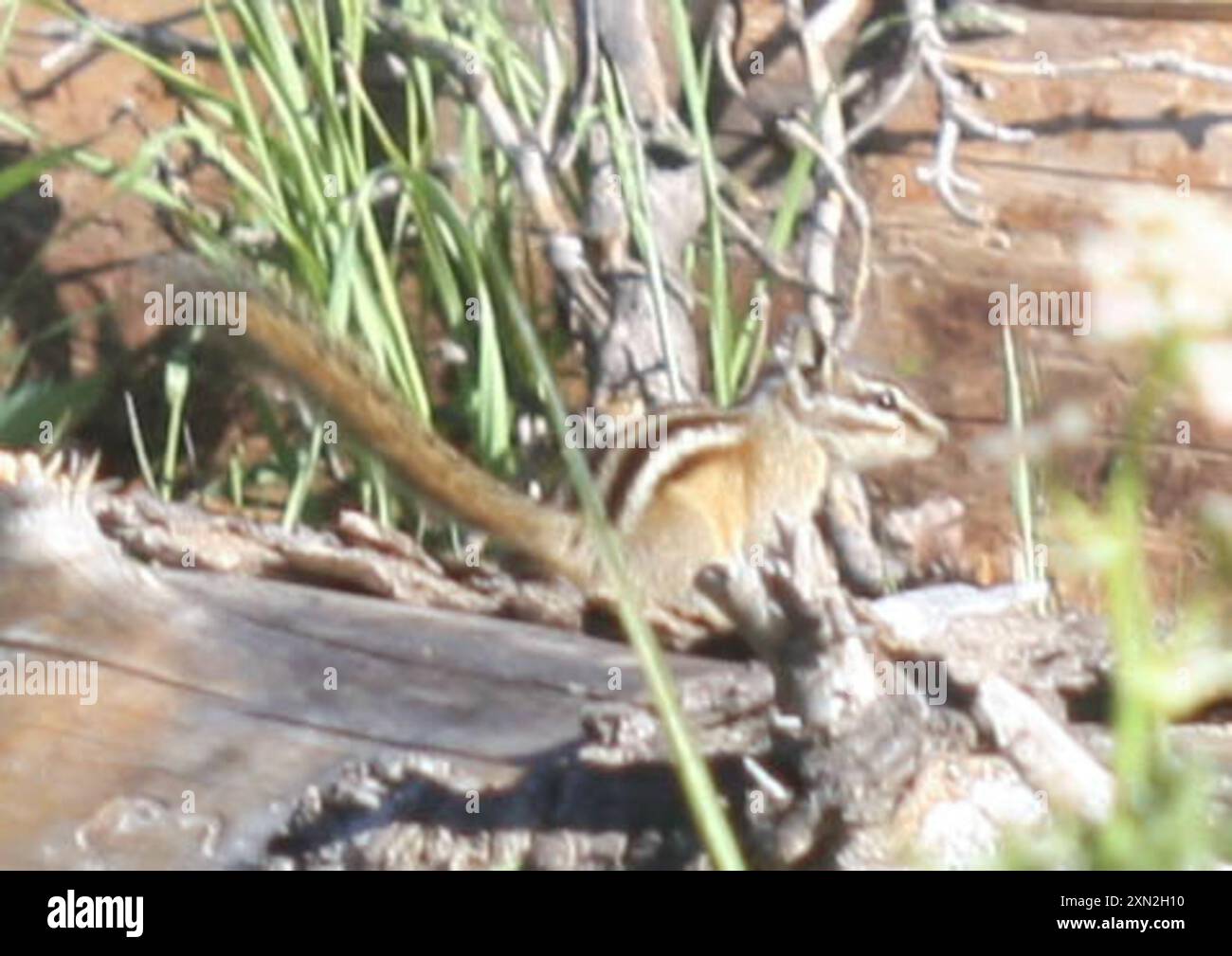 Least Chipmunk (Neotamias minimus) Mammalia Stock Photo - Alamy