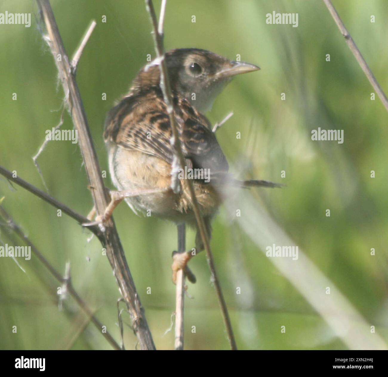 Sedge Wren (Cistothorus stellaris) Aves Stock Photo - Alamy