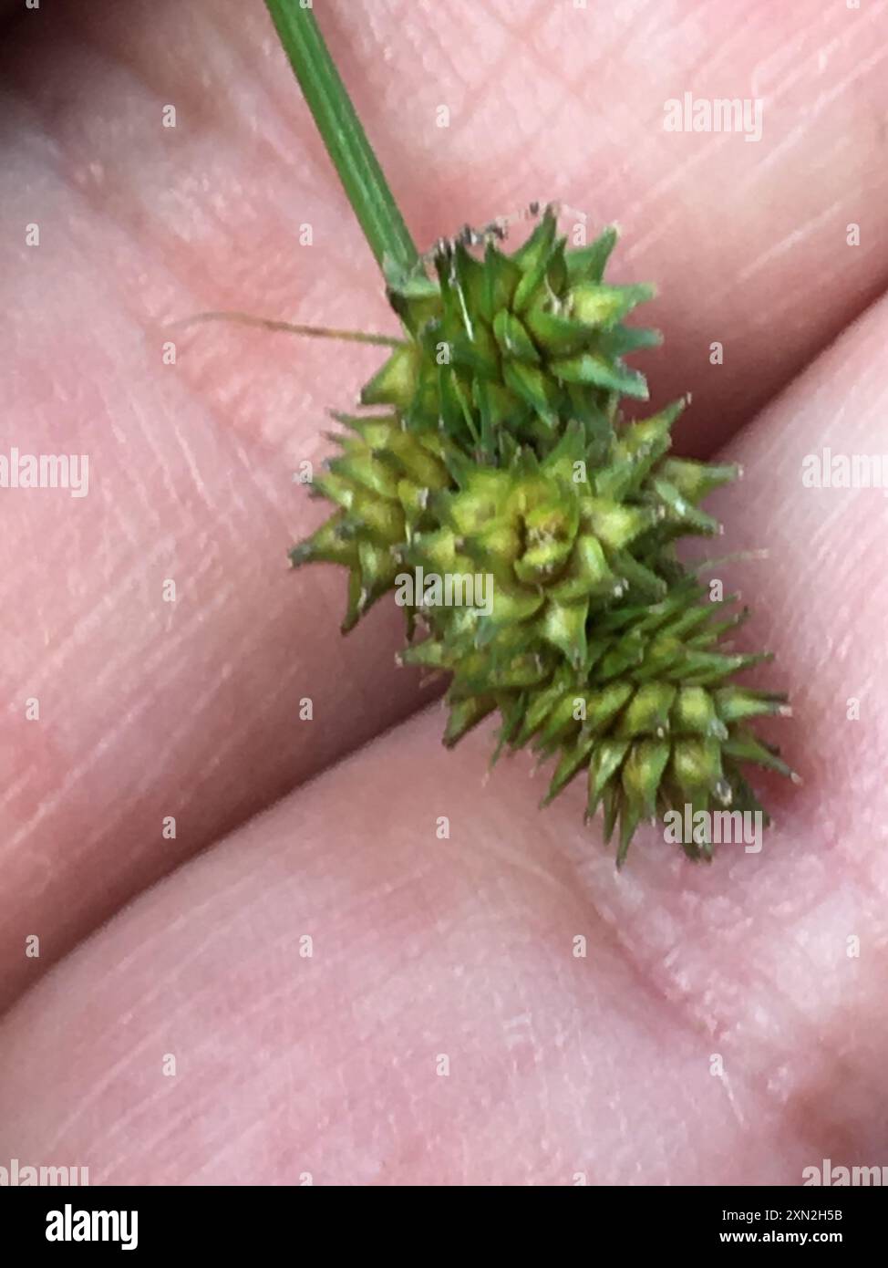 oval-headed sedge (Carex cephalophora) Plantae Stock Photo - Alamy
