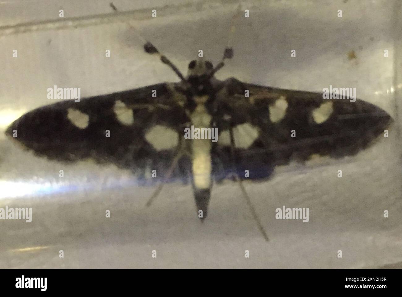 Grape Leaffolder Moth (Desmia funeralis) Insecta Stock Photo - Alamy